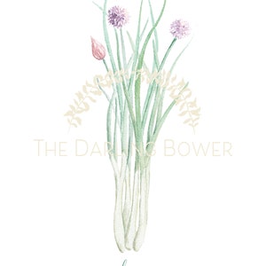 Chives DIGITAL Herb Watercolor Painting! Garden Art, Botanical Wall Art ...
