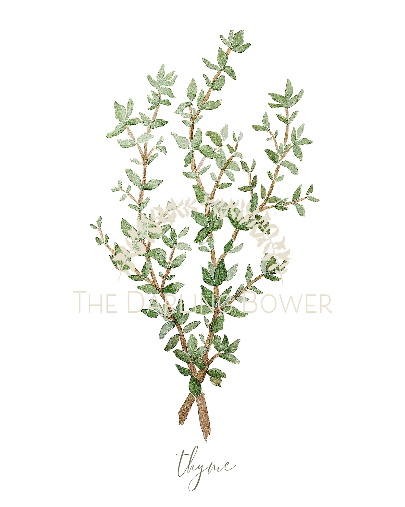 Thyme Watercolor Painting: Botanical Herb Art (digital Download) - Etsy