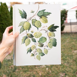 Hops Plant Printable - Botanical Wall Art, Watercolor Painting, Humulus ...