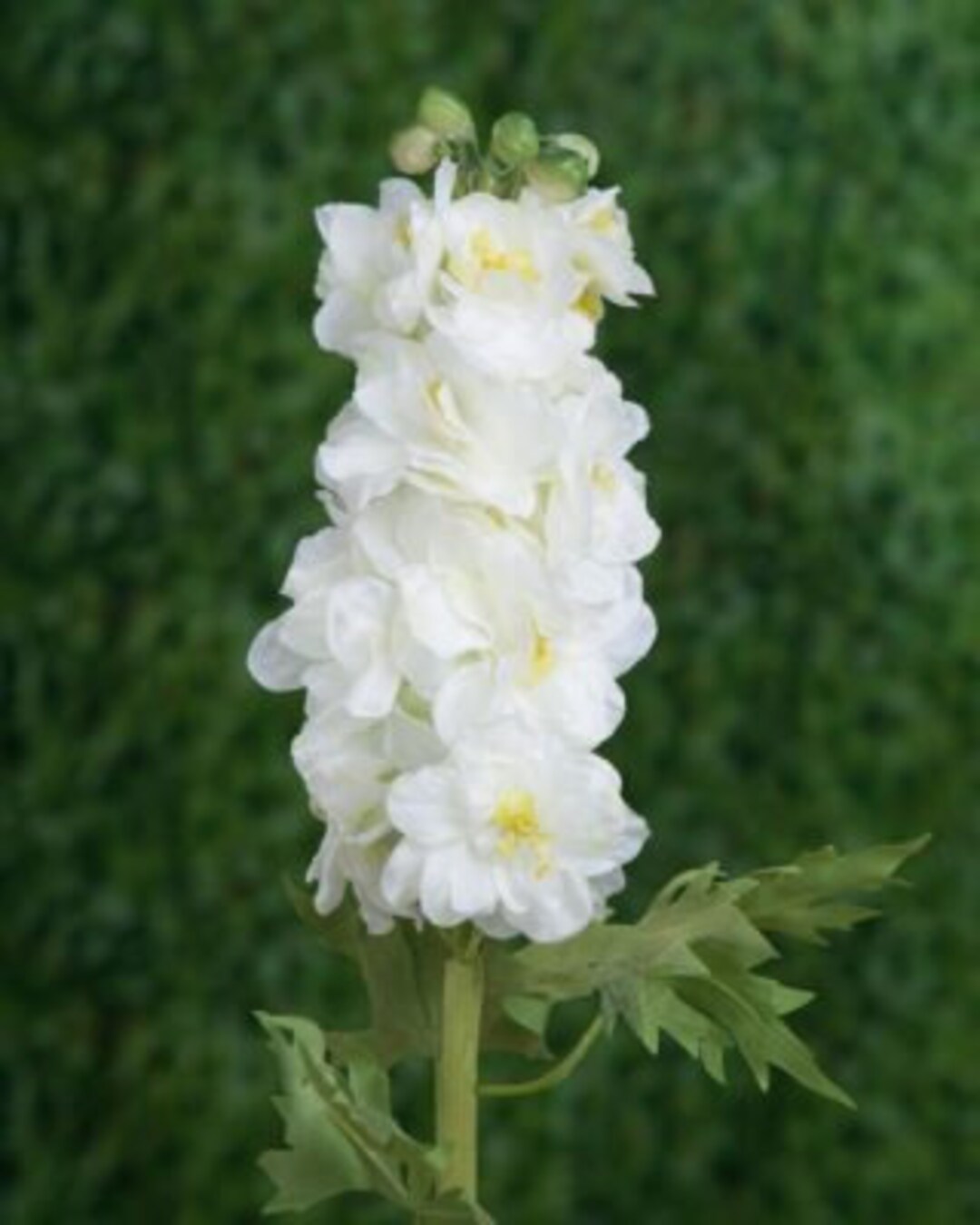 Artificial Double White Delphinium, Faux Delphinium, Statement Flowers ...
