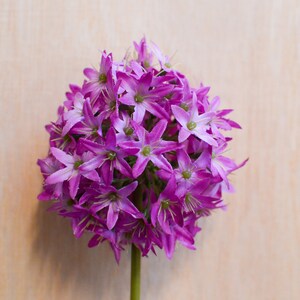 Luxury Artificial Magenta Allium Spray Artificial Allium, Faux Allium ...