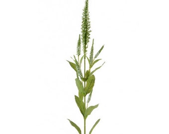 Artificial Veronica - Etsy