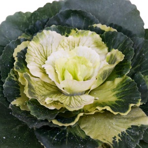 Artificial Ornamental Cabbage, Ornamental Cabbage, Cabbage, Faux Cabbage Stem, Green Cabbage ...