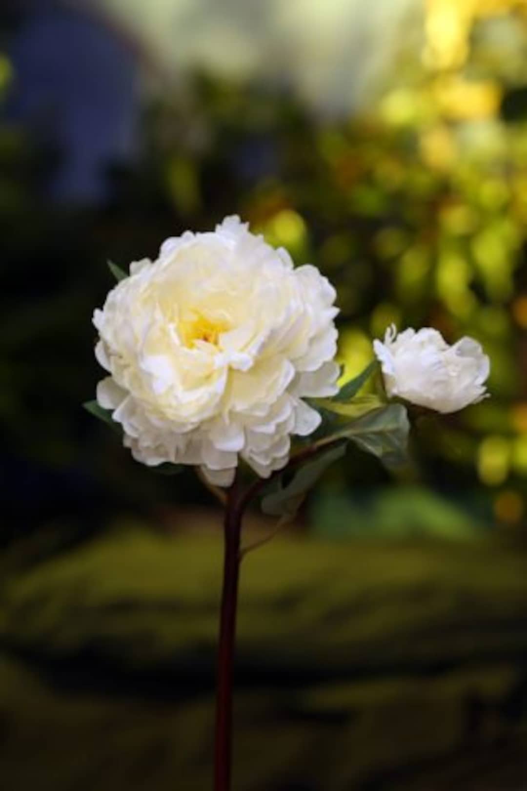 Artificial Ivory Peony With Bud, Faux Peony, Artificial Peony, Ivory ...