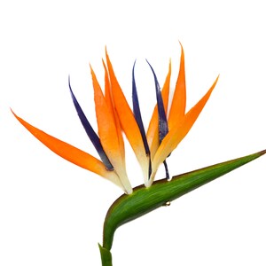 Artificial Birds of Paradise, Faux Bird, Flower Stem, Faux Flowers ...