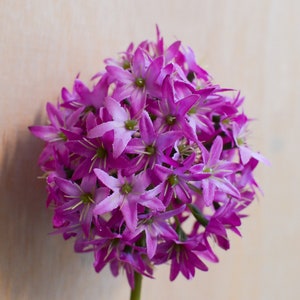 Luxury Artificial Magenta Allium Spray Artificial Allium, Faux Allium ...
