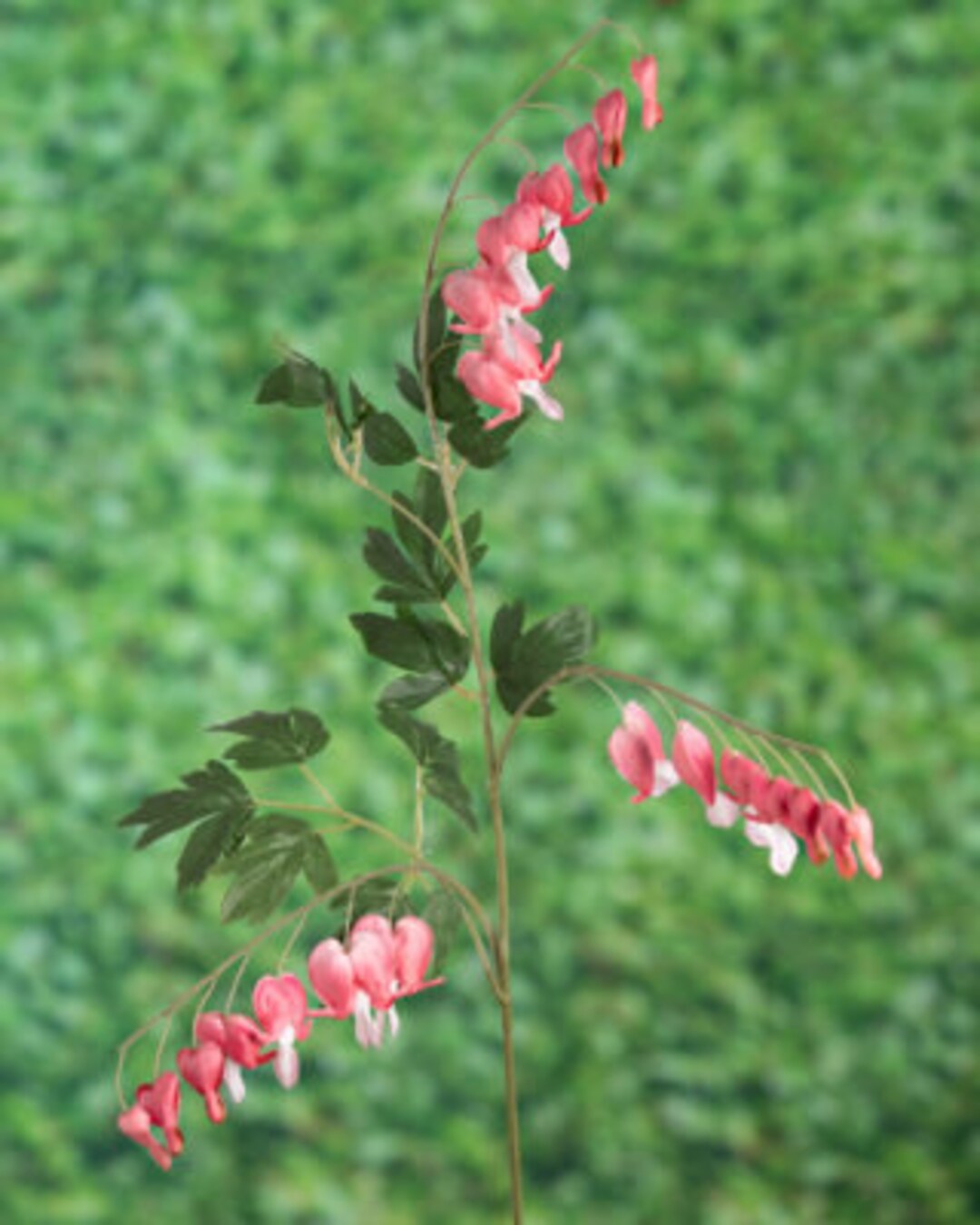 Artificial Pink Bleeding Hearts Stem, Faux Dicentra, Artificial ...