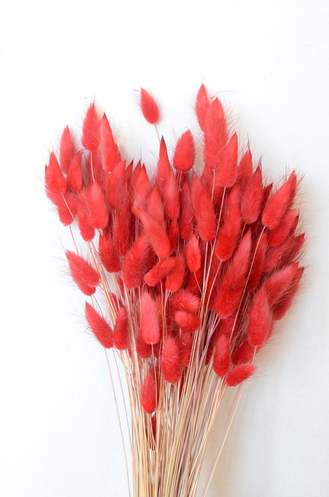 Dried Red Hare's Tail Grass, Bunny Tail, Lagurus Ovatus, Driedbunnytail, Turk's Head Grass ...
