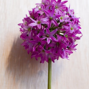 Luxury Artificial Magenta Allium Spray Artificial Allium, Faux Allium ...