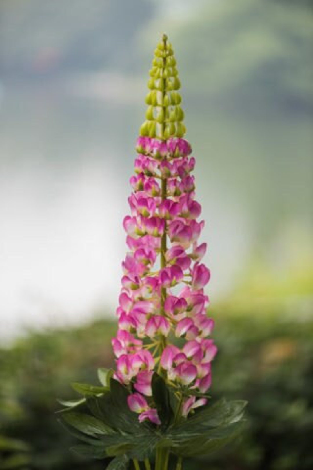 Artificial Pink Lupin Stem, Faux Lupin, Artificial Bluebonnets, Faux ...
