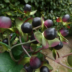 Artificial Burgundy Hypericum Berry Spray, Faux Berry Stem, Wine ...