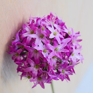 Luxury Artificial Magenta Allium Spray Artificial Allium, Faux Allium ...