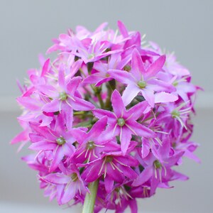 Luxury Artificial Magenta Allium Spray Artificial Allium, Faux Allium ...