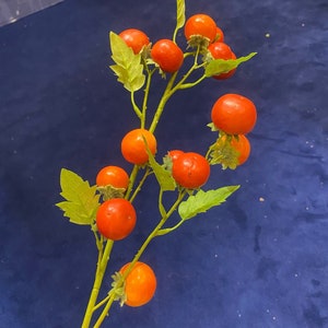 NEW Premium Quality Red Tomato Plant, Home Decor, Restaurant Decoration ...