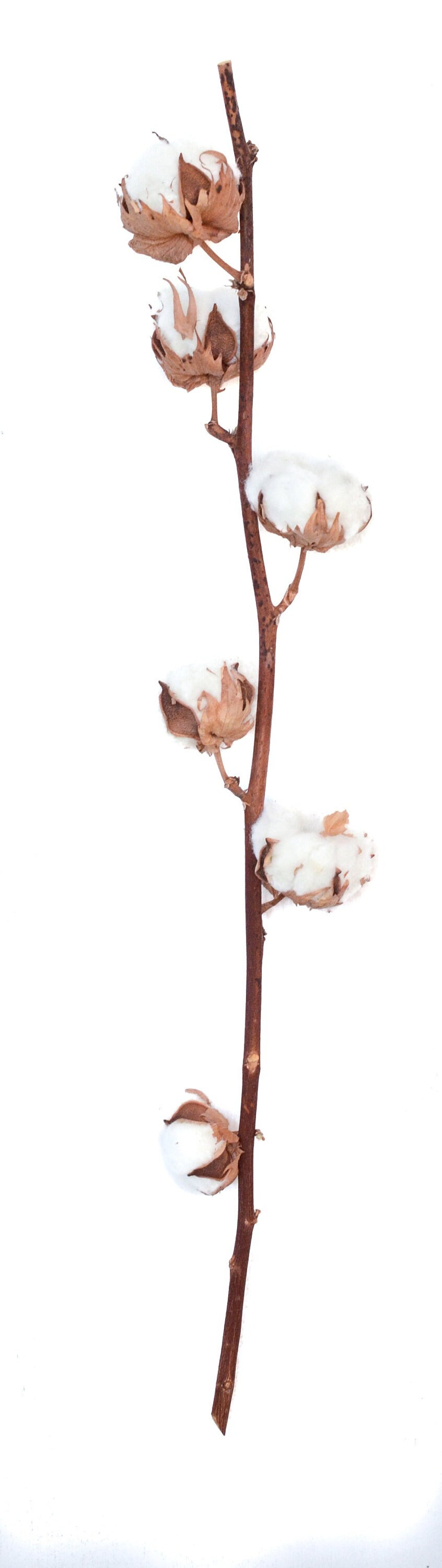 Dried Cotton Branch, Cotton Twigs, Cotton Branch, Rustic Wedding Decor ...