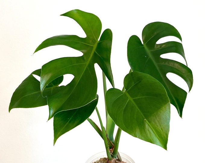 Monstera Deliciosa "compacta" | Dwarf Monstera | Kunzo Lineage | USA ...