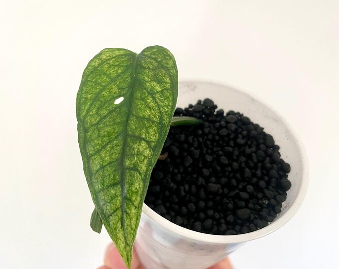 Cebu Ghost Epipremnum | Rooted Mid-cut | Epipremnum Cebu Ghost ...