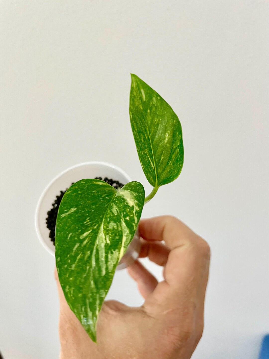 Colorado Constellation Pothos | Epipremnum Aureum | Terunoworld | USA ...