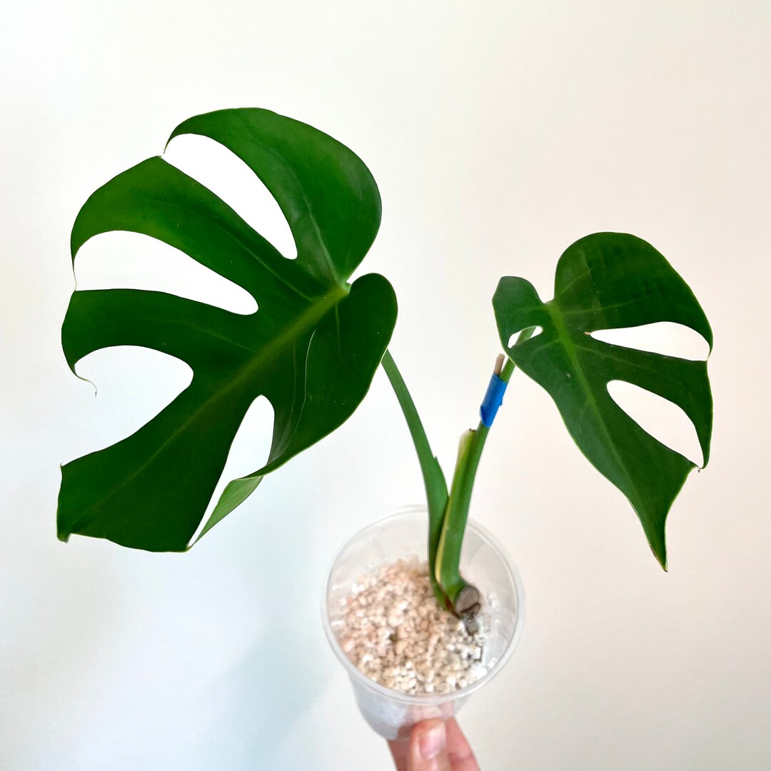 Monstera Deliciosa compacta Dwarf Monstera Kunzo Lineage USA SELLER - Etsy