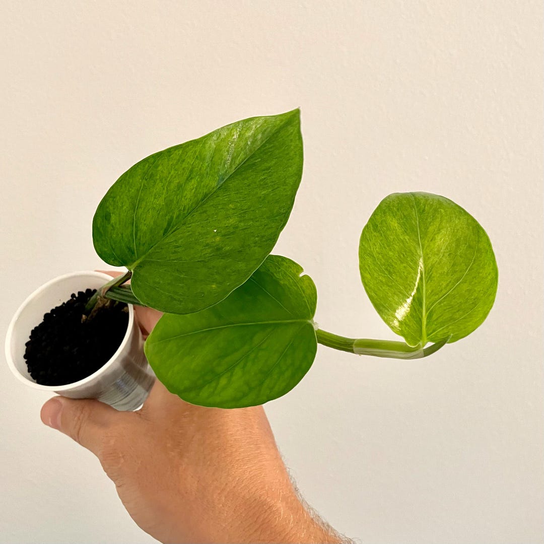 Carnival Pothos | Teruno Series | Epipremnum Aureum Carnival ...