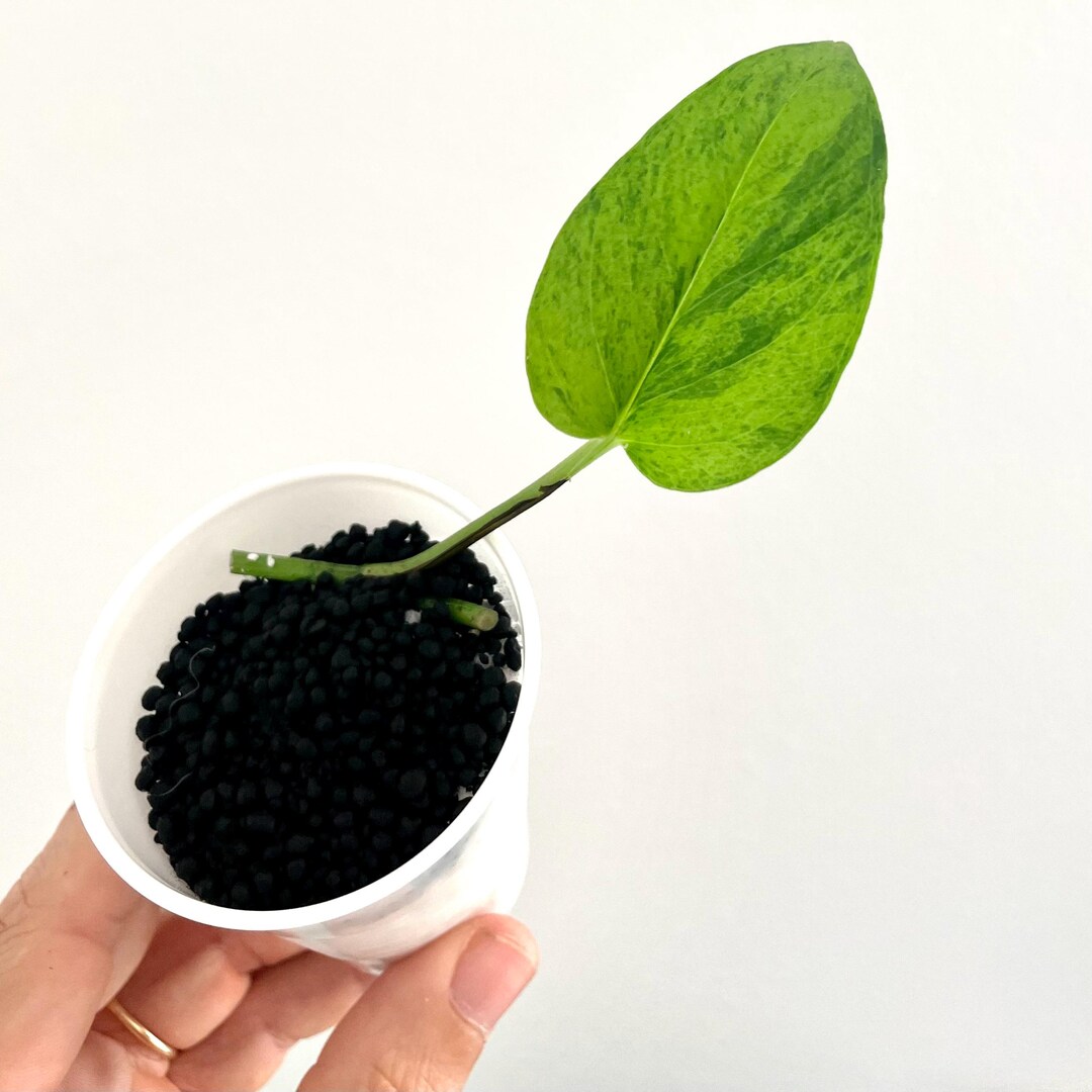 Carnival Pothos | Teruno Series | Epipremnum Aureum Carnival ...