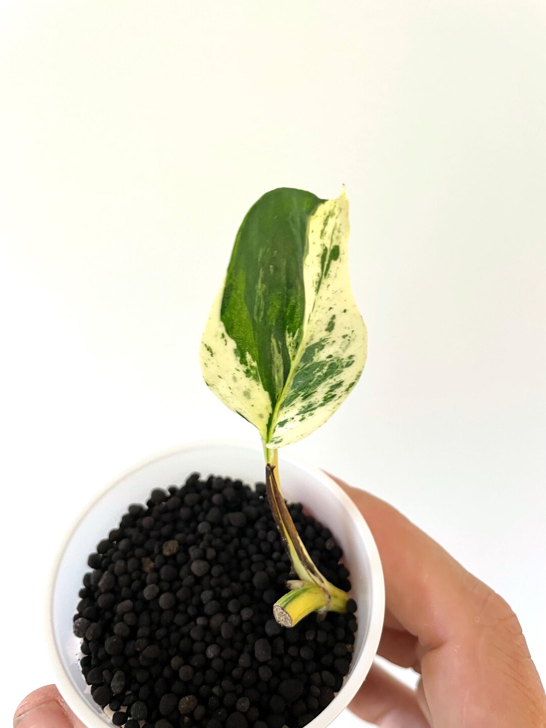 Fanfare Pothos | Teruno Series | Epipremnum Aureum Fanfare ...