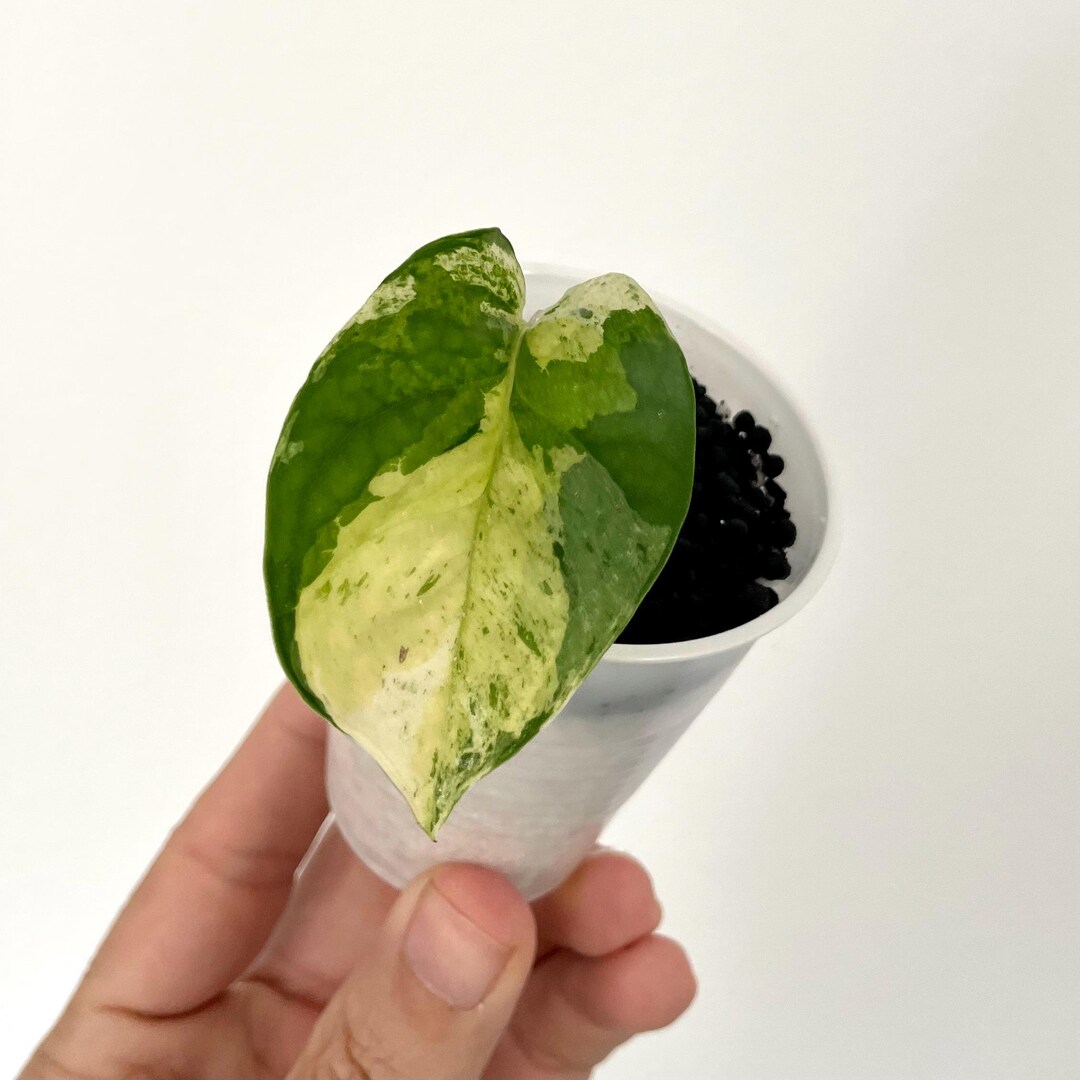 Japanese Global Pothos | Epipremnum Aureum Global | Japanese Global ...