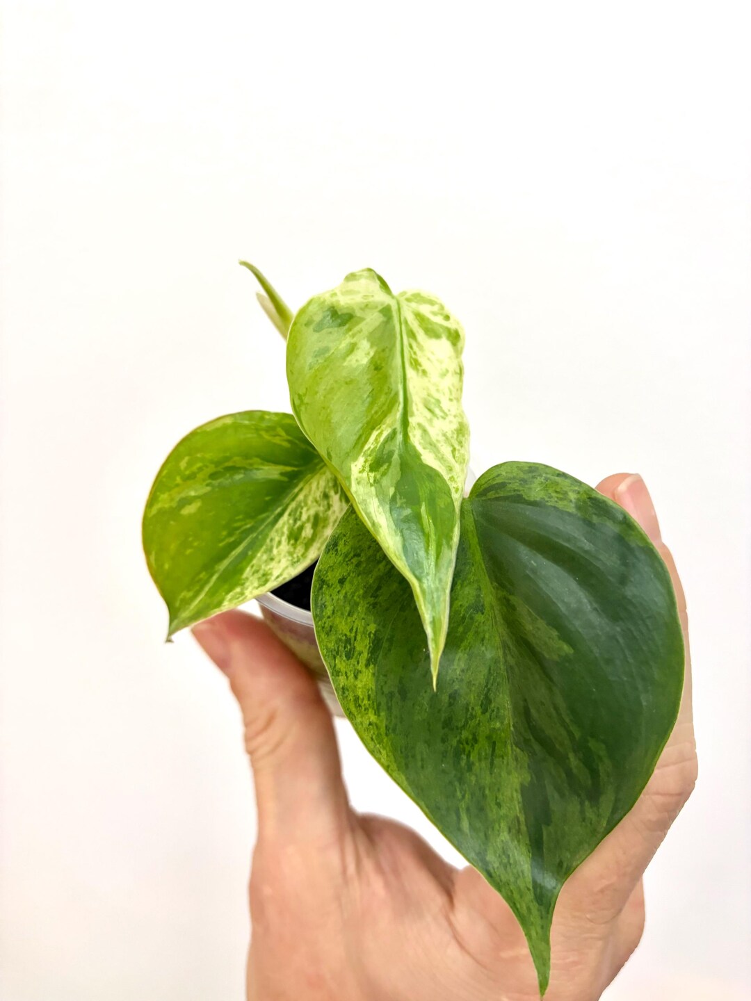 Variegated ‘heartleaf’ Philodendron | Rooted Cuttings and Small Plants ...