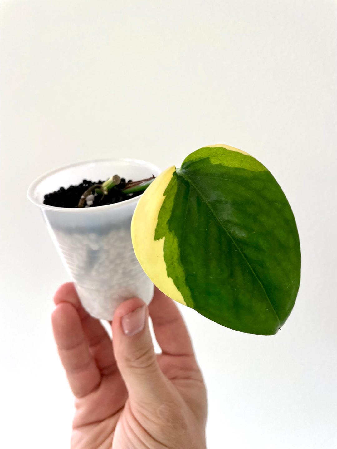 Poonsin Pothos | Epipremnum Aureum | USA Grower & Seller - Etsy