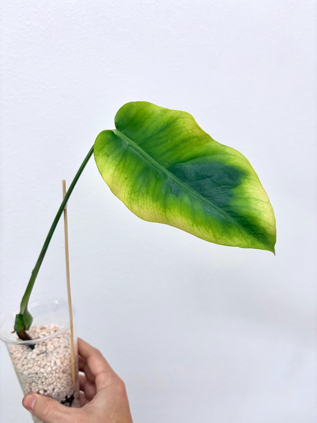 Flamicito | Variegated Monstera Large Form | Rare Collector Variety ...