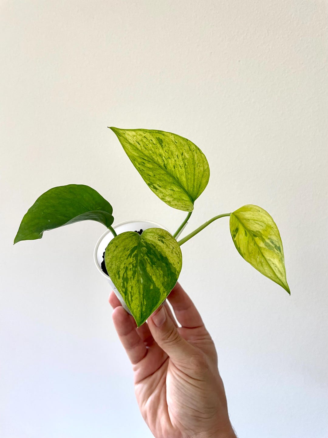 Jessenia Pothos | Epipremnum Aureum | USA Grower & Seller - Etsy