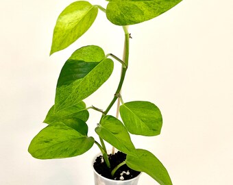 Carnival Pothos Teruno Series Epipremnum Aureum Carnival Terunoworld ...
