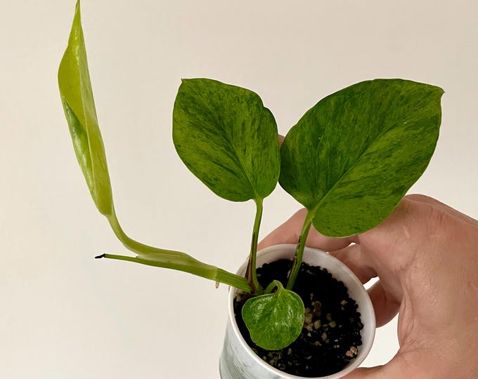 Carnival Pothos | Teruno Series | Epipremnum Aureum Carnival ...