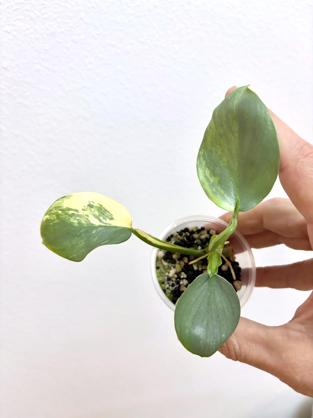Variegated ‘silver Sword’ Philodendron | Rooted Cuttings and Small ...