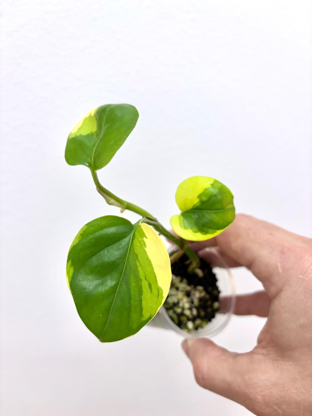 Poonsin Pothos | Variegated Epipremnum Aureum | Rare Collector Variety ...