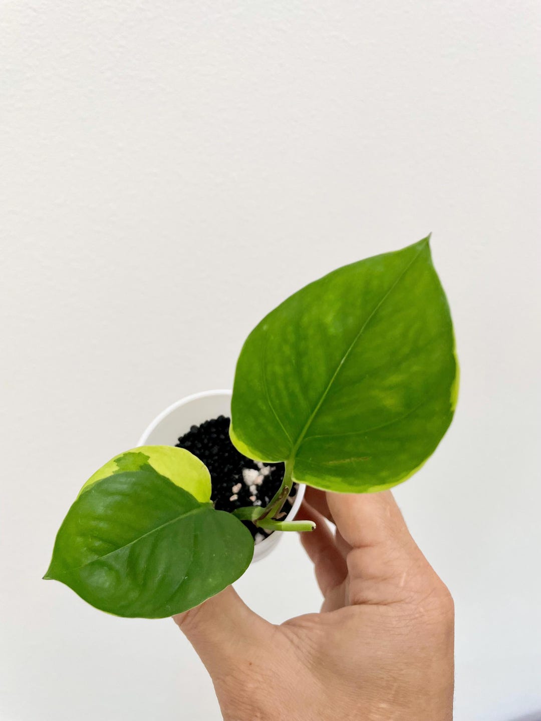 Poonsin Pothos | Epipremnum Aureum | USA Grower & Seller - Etsy