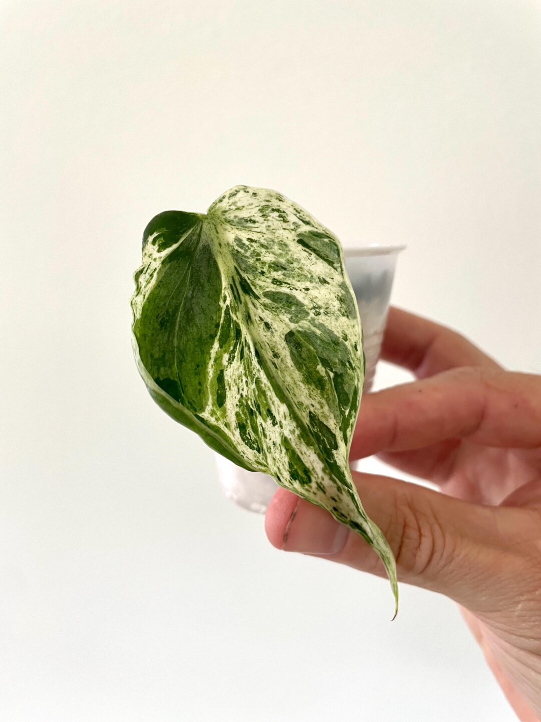Variegated ‘heartleaf’ Philodendron | Rooted Cuttings and Small Plants ...