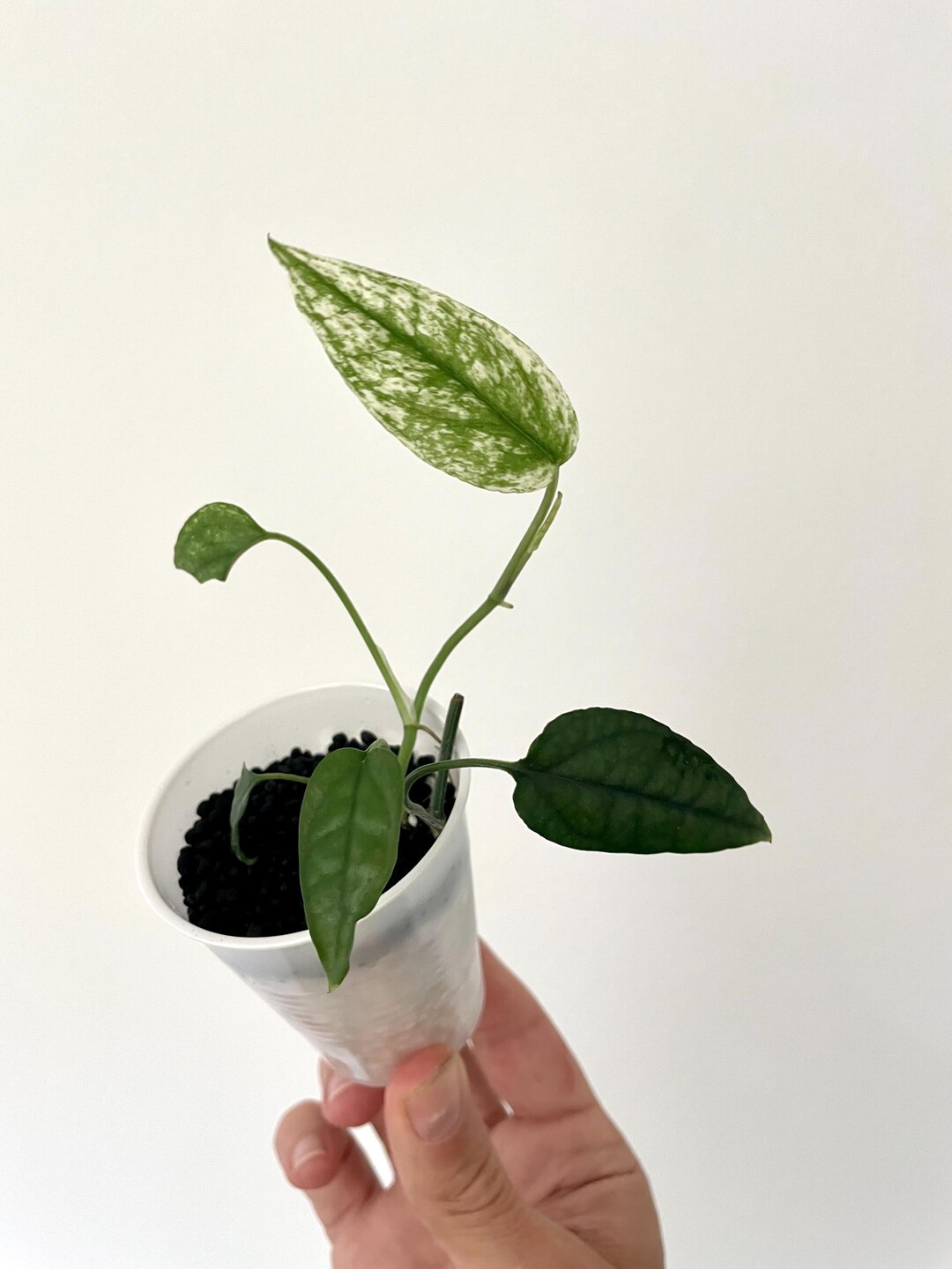 Epipremnum Cebu Blue Ghost Variegated | USA Seller | Epi Pinnatum | USA ...