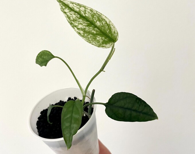 Epipremnum Cebu Blue Ghost Variegated | USA Seller | Epi Pinnatum | USA ...