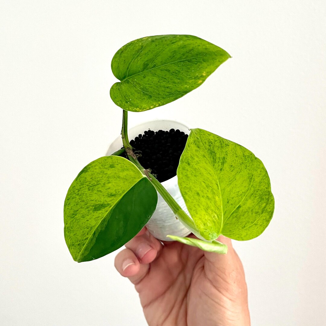 Carnival Pothos | Teruno Series | Epipremnum Aureum Carnival ...