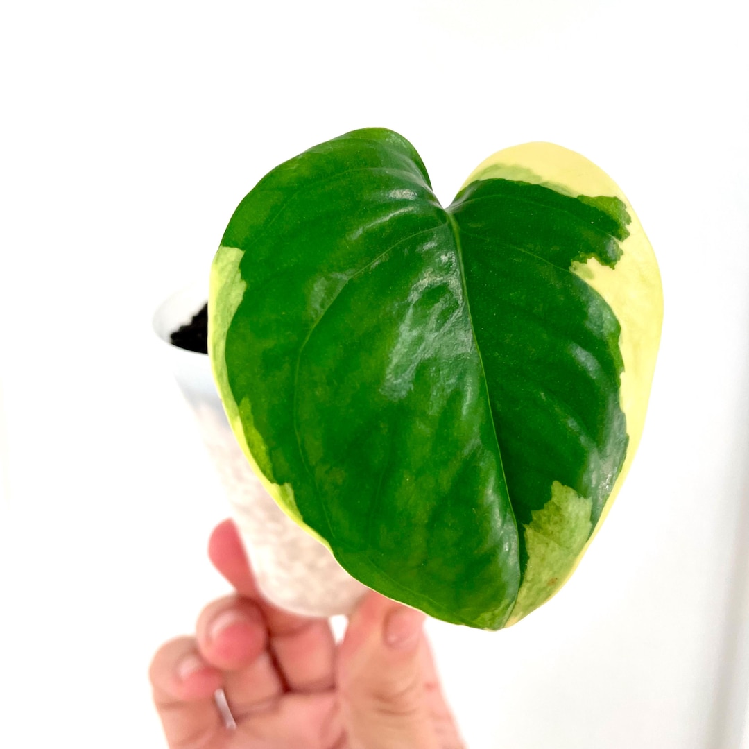 Poonsin Pothos | Epipremnum Aureum | USA Grower & Seller - Etsy