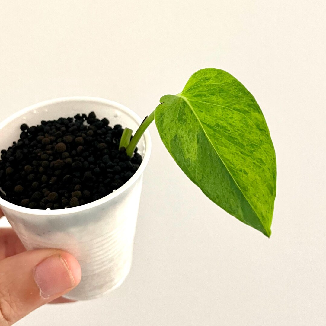 Carnival Pothos | Teruno Series | Epipremnum Aureum Carnival ...