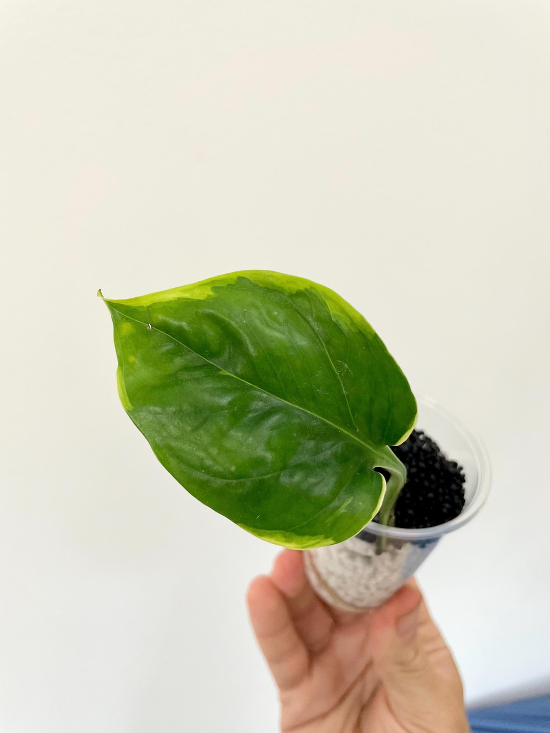 Poonsin Pothos | Epipremnum Aureum | USA Grower & Seller - Etsy