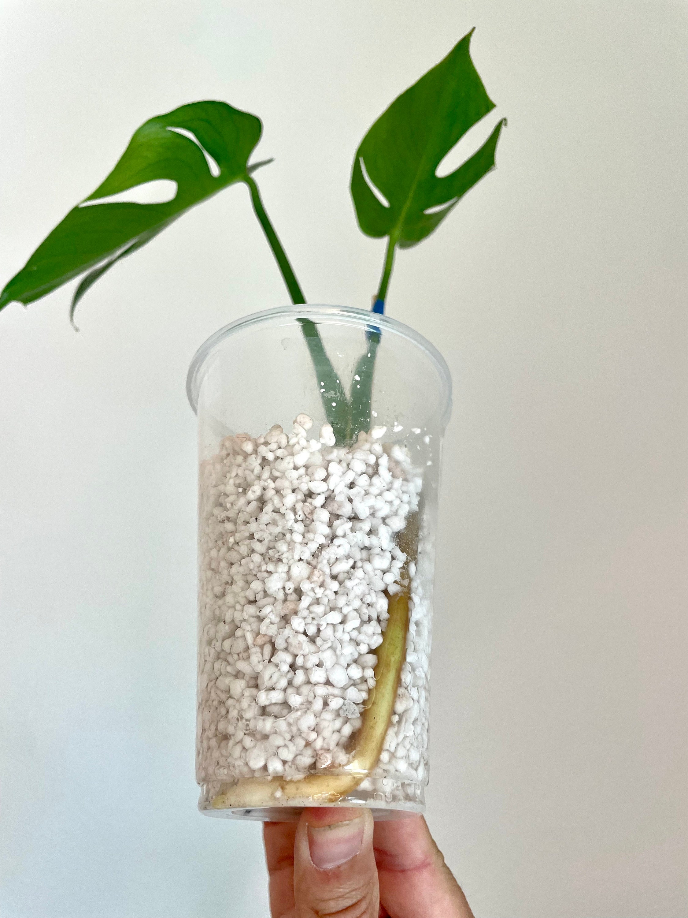 Monstera Deliciosa compacta Dwarf Monstera Kunzo Lineage USA SELLER - Etsy