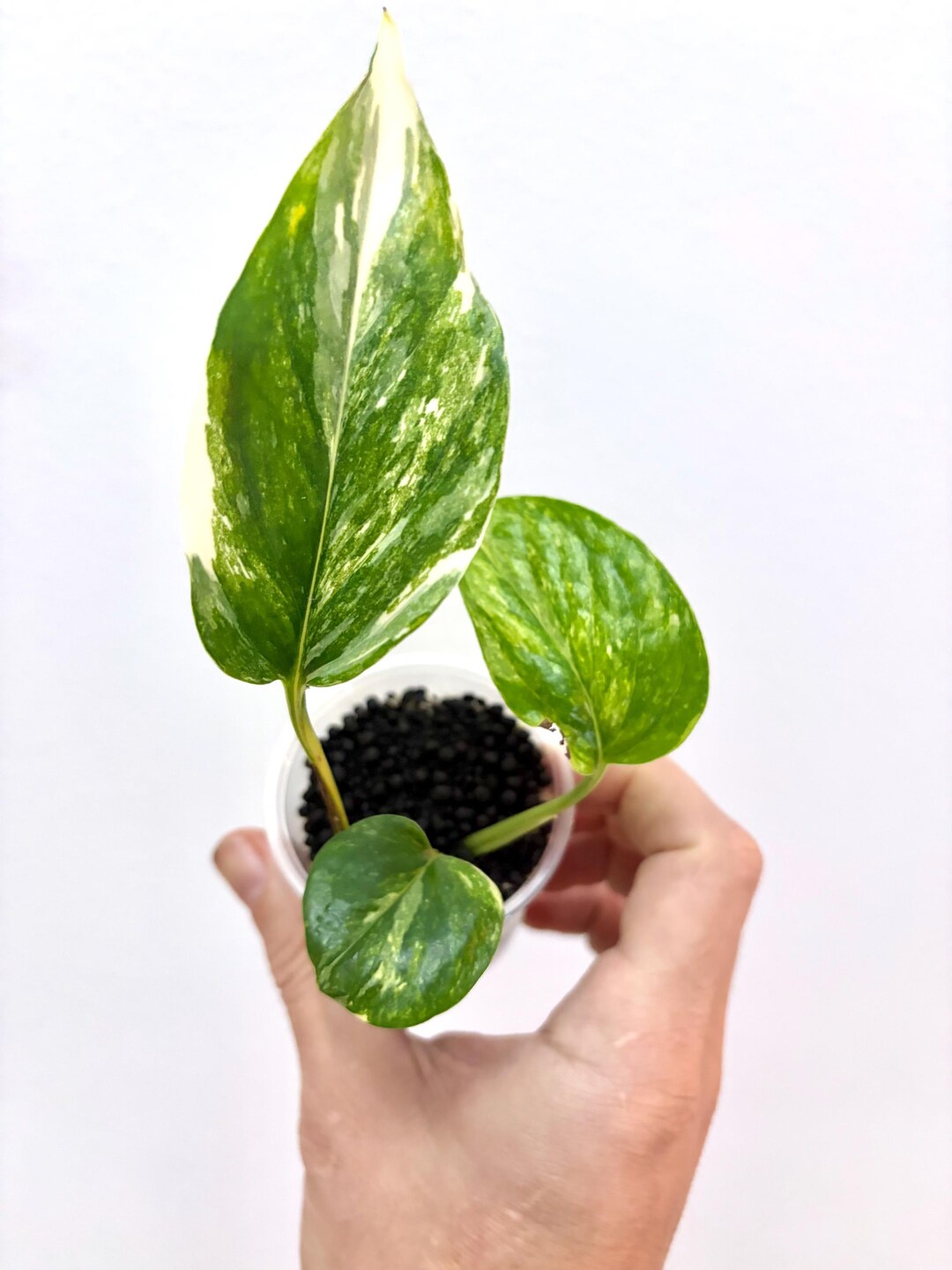 Colorado Constellation Pothos | Epipremnum Aureum | USA Seller - Etsy