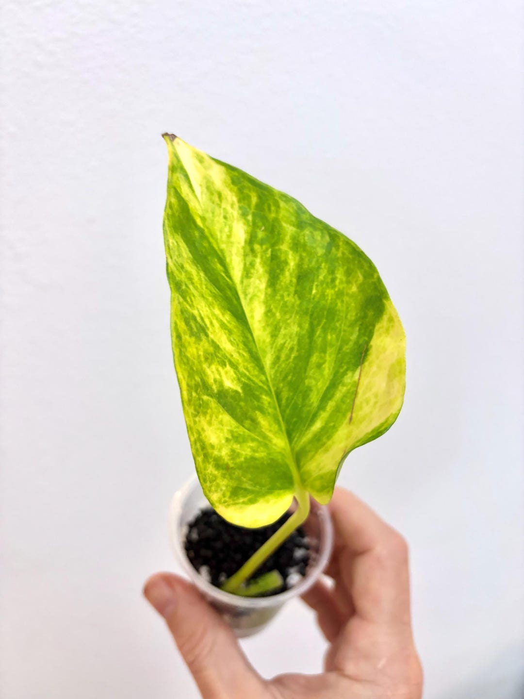 Fernando's Fire Pothos | Epipremnum Aureum | USA Grower and Shipper - Etsy