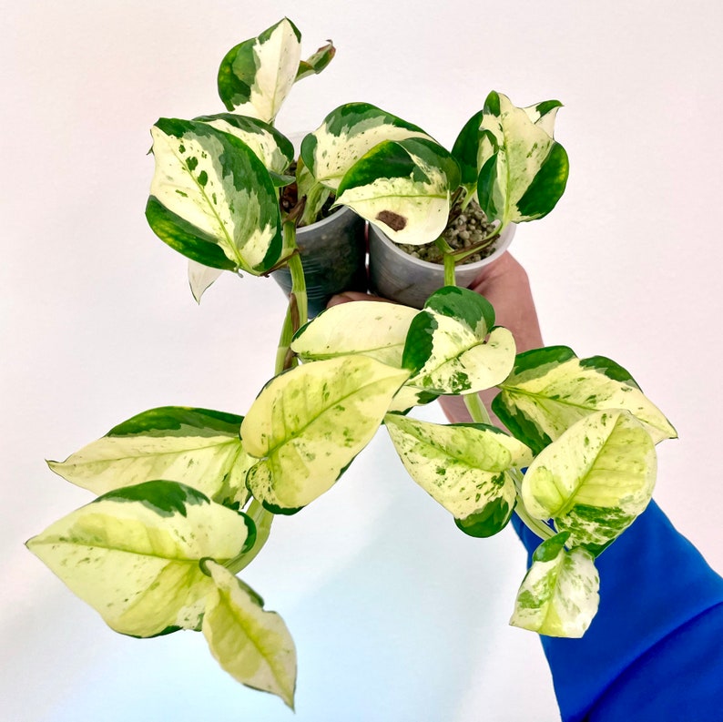 Japanese Global Pothos Epipremnum Aureum Global Japanese Global Rooted ...