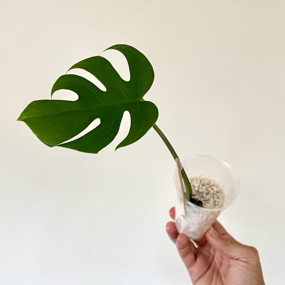 Monstera Deliciosa compacta Dwarf Monstera Kunzo Lineage USA SELLER - Etsy