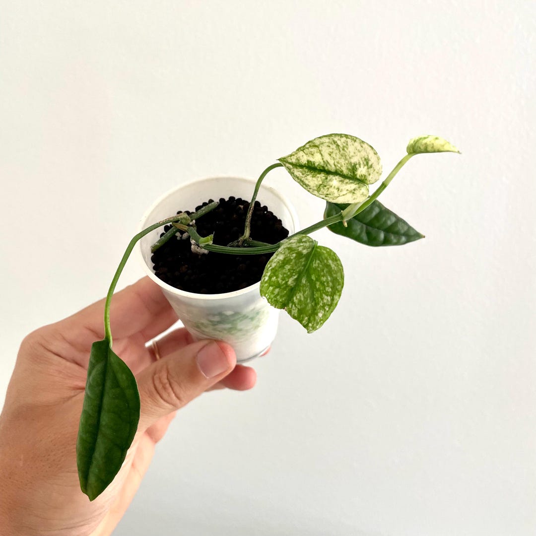 Epipremnum Cebu Blue Ghost Variegated | USA Seller | Epi Pinnatum | USA ...