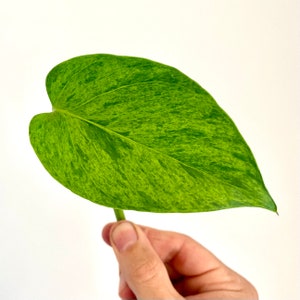 Carnival Pothos | Teruno Series | Epipremnum Aureum Carnival ...